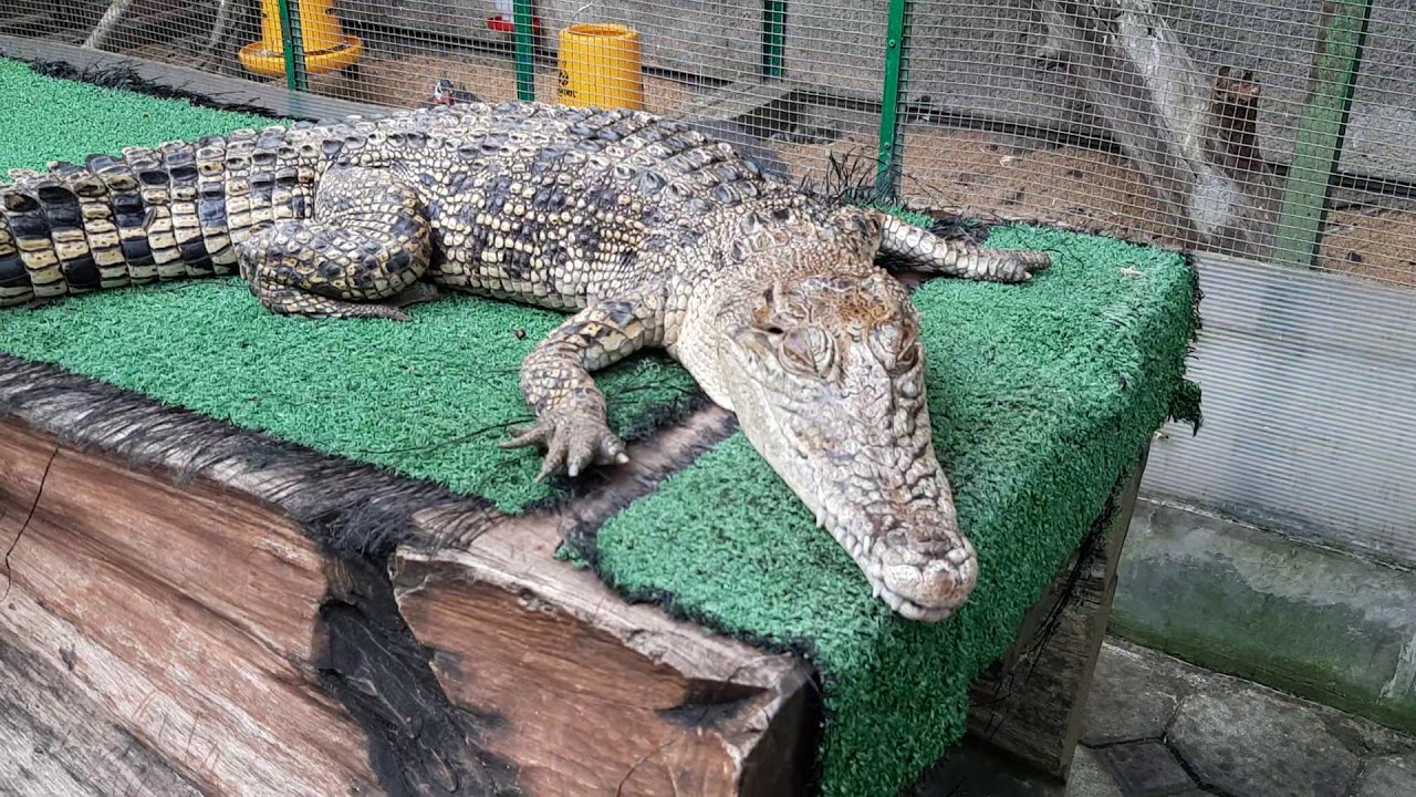 Young Crocodile Chilling After Lunch - YouTube