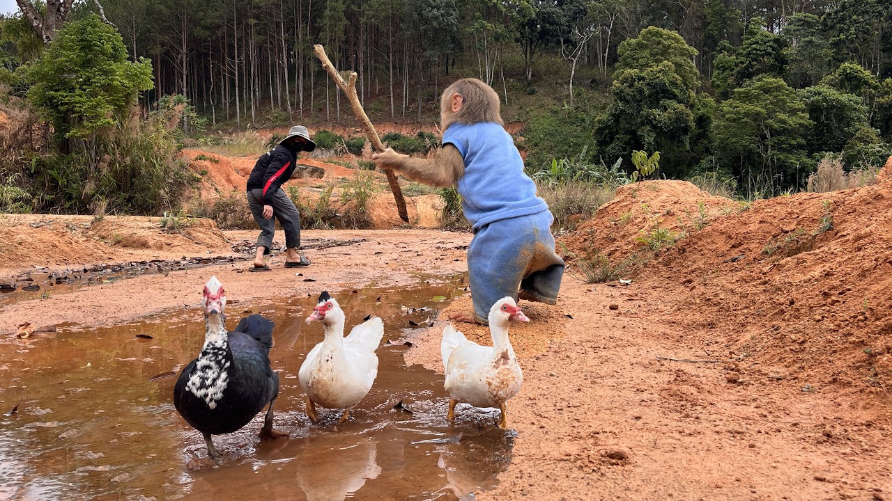 Unbelievable! Smart Max chasing duck thief so hot 🙊🙊🙊 - YouTube