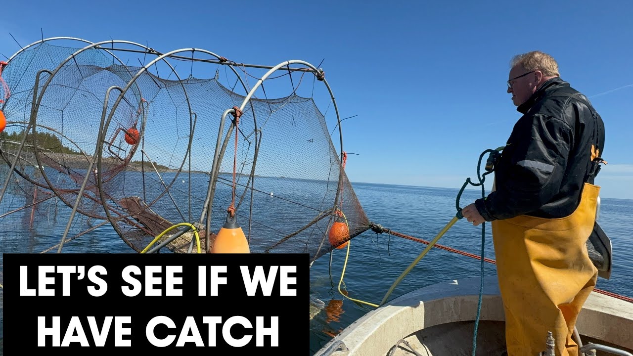 LET’S GO FISHING OUR SALMON FISHING TRAPS || Salmon Fishing || Lax ...