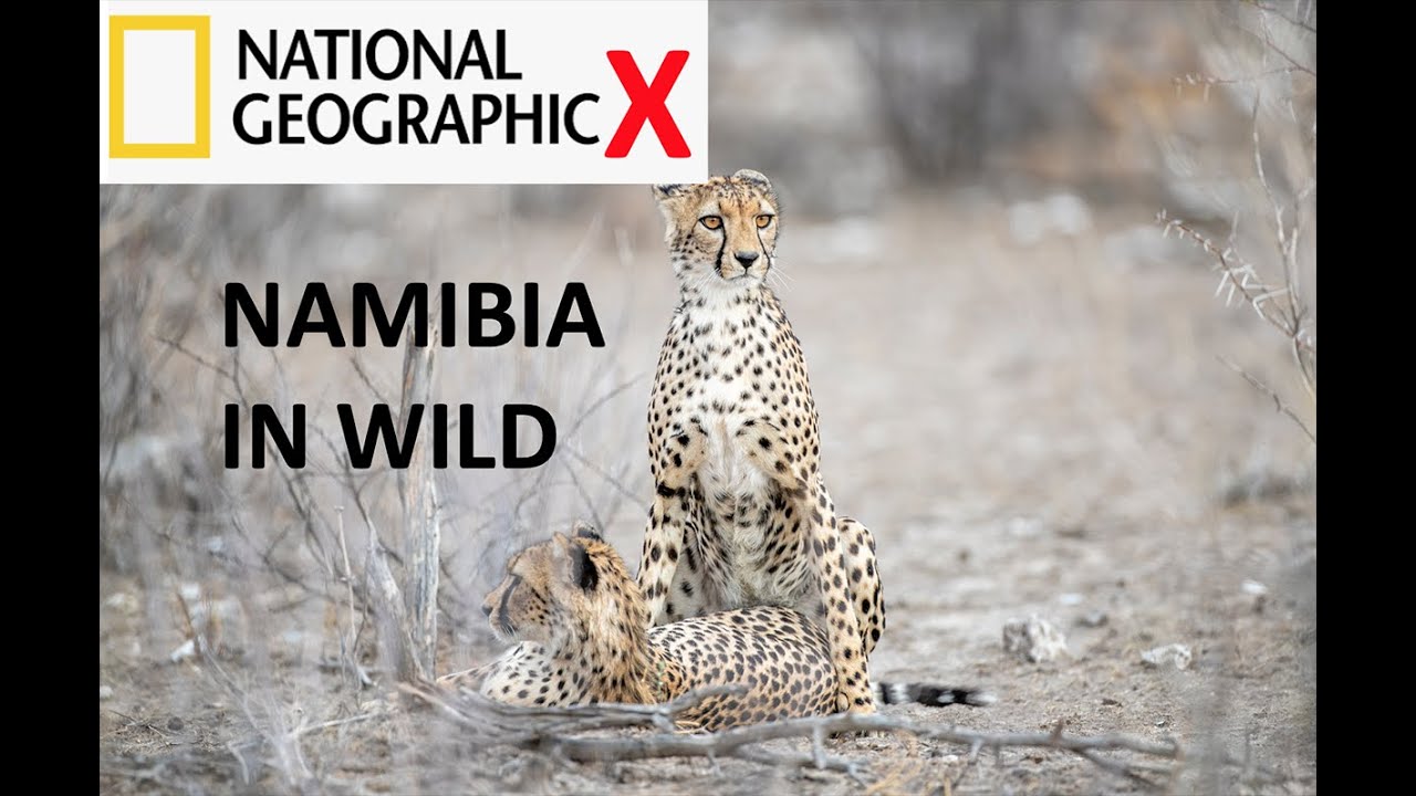 CHEETAH MATING -HOW SHARP IS CANON 600MM F/4 IS III USM # ...