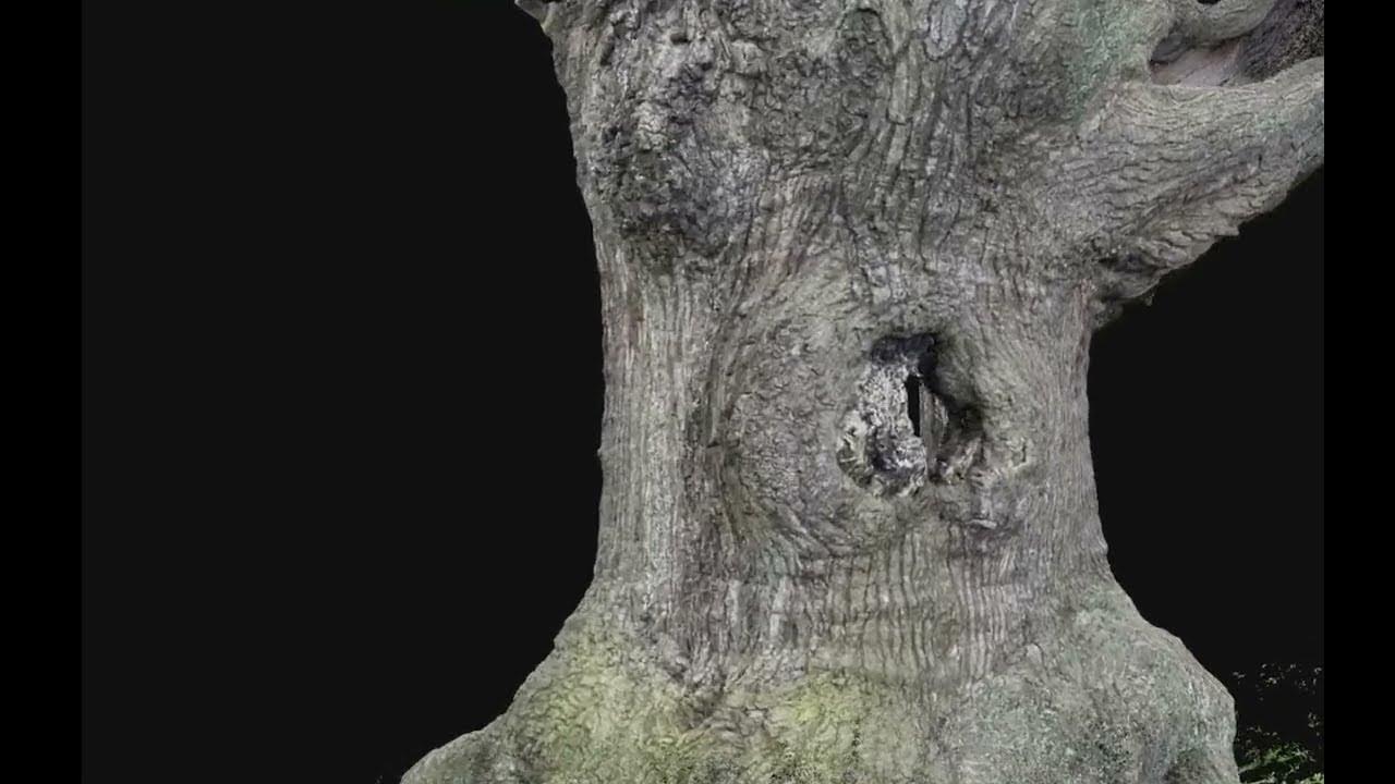 Photogrammetry of an ancient oak found in the Bradgate Park, Leicester ...