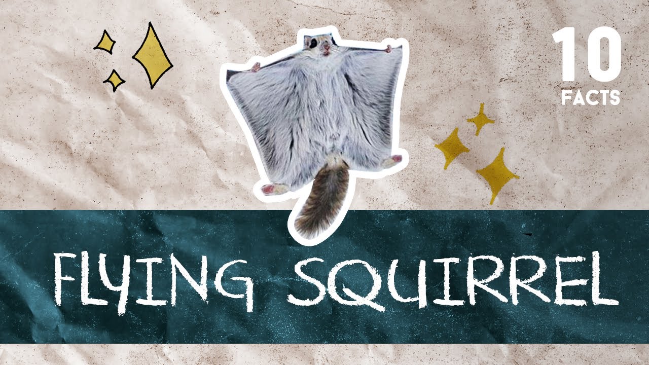 10 Facts about Flying Squirrel - YouTube