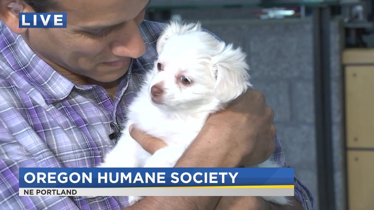 Portland Humane Society Puppies