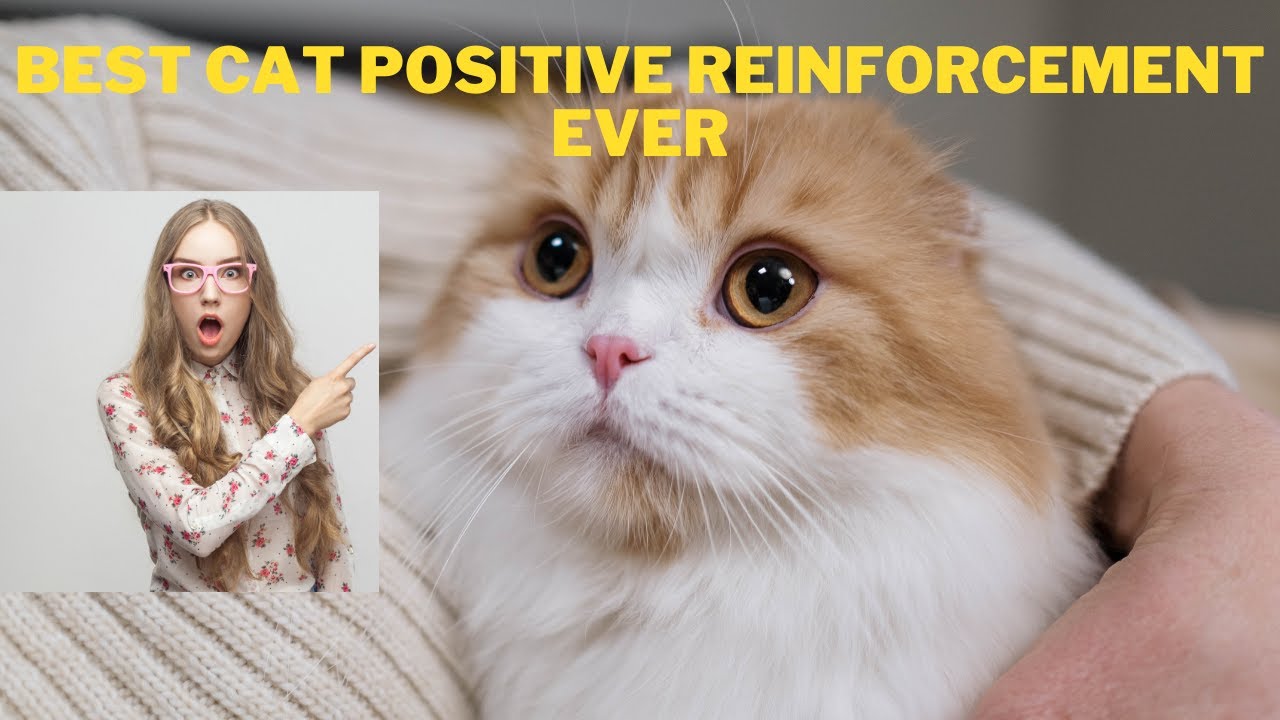 Teaching your cats positive reinforcement #shorts - YouTube