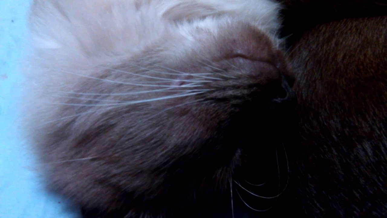 Kitty cat purring - YouTube