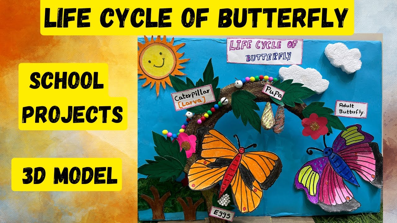Life Cycle Of A Butterfly 3D Model | life cycle of butterfly model ...