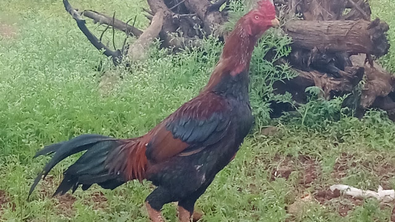 Red Aseel murga and chickens Aseel #aseel #murga #chicken - YouTube