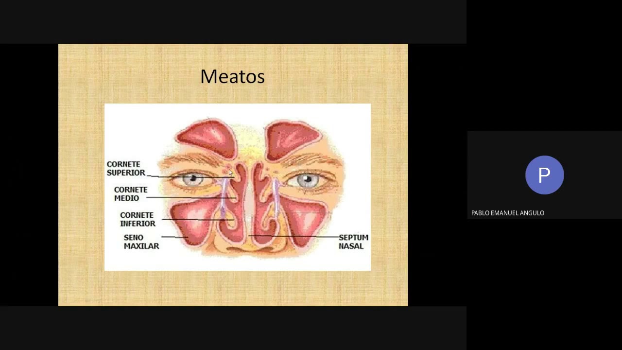 Paredes de las fosas nasales - YouTube