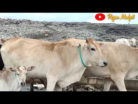 Sapi Donggala Lucu Di TPA Antang Makassar - YouTube