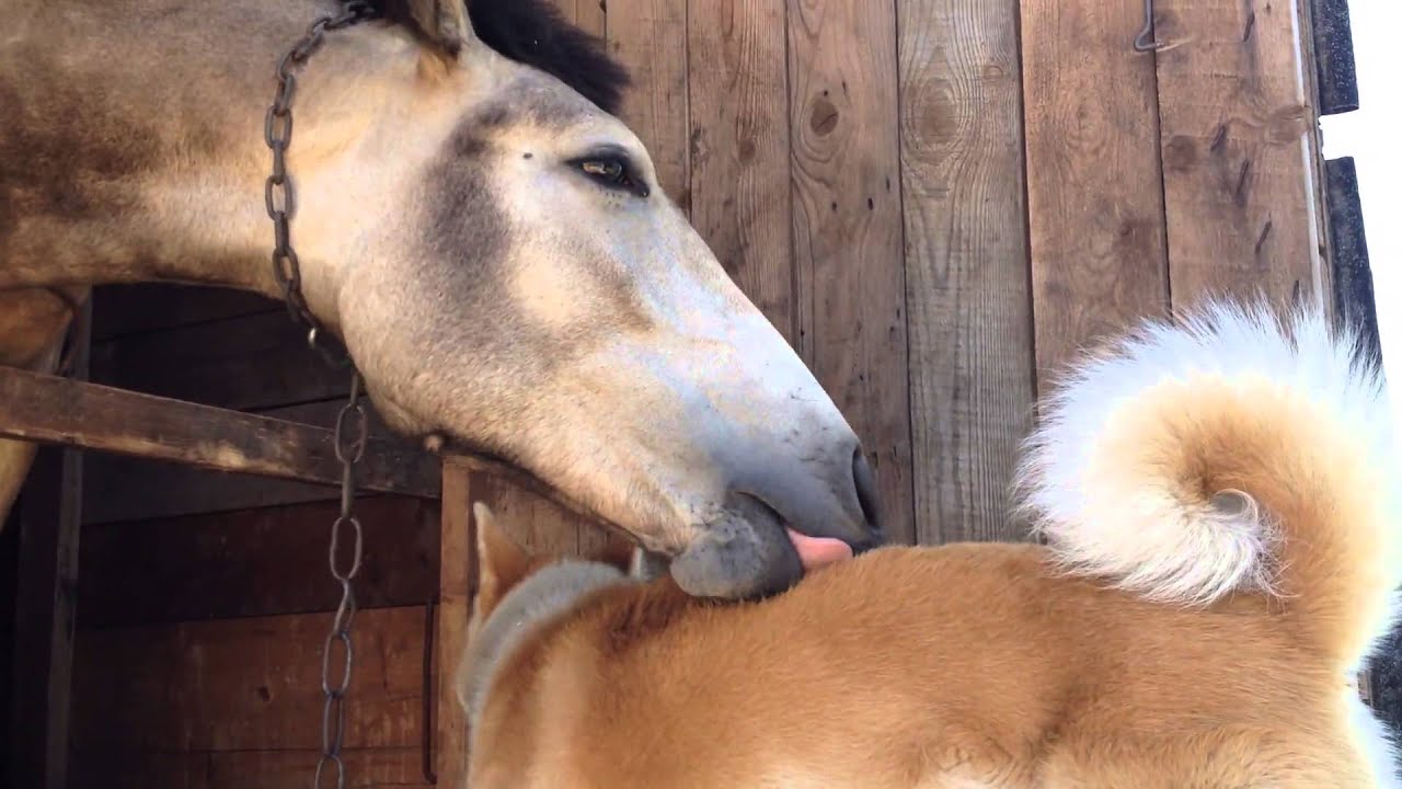 Un cheval et un chien partagent une belle amitié - YouTube