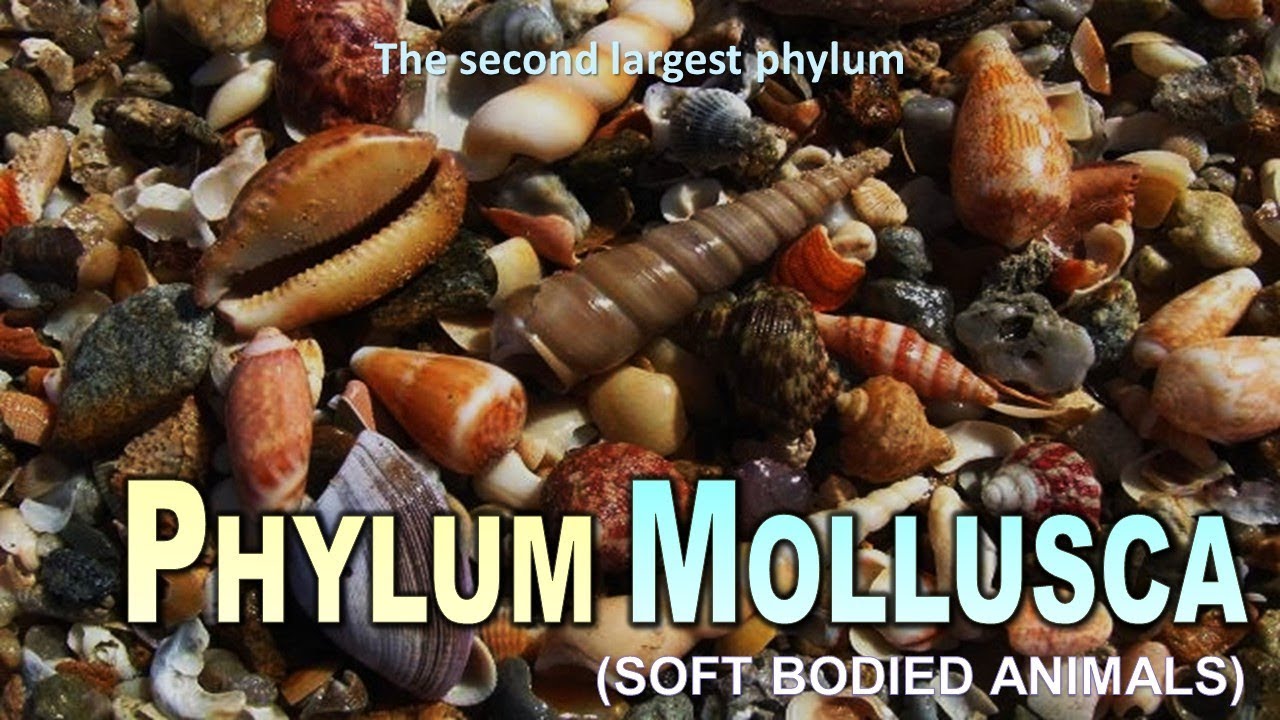 Animal kingdom | Part 9 | Phylum Mollusca - YouTube