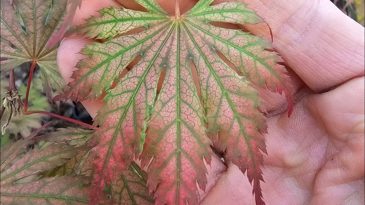 Maple Love ~ 🍁💛 Rare Japanese Maples part 1 - late spring update - YouTube