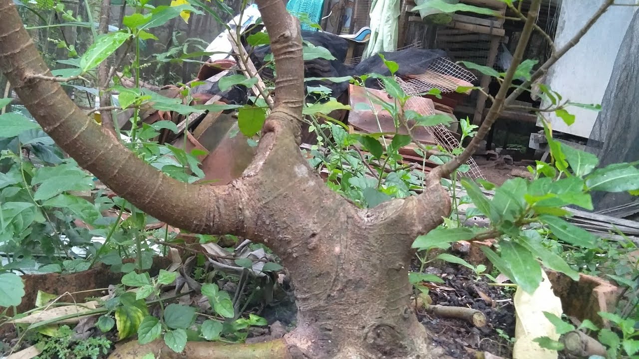 Bonsai Blora // Giat Bonsai hari ini cek trubusan Loa cuting pertama ...
