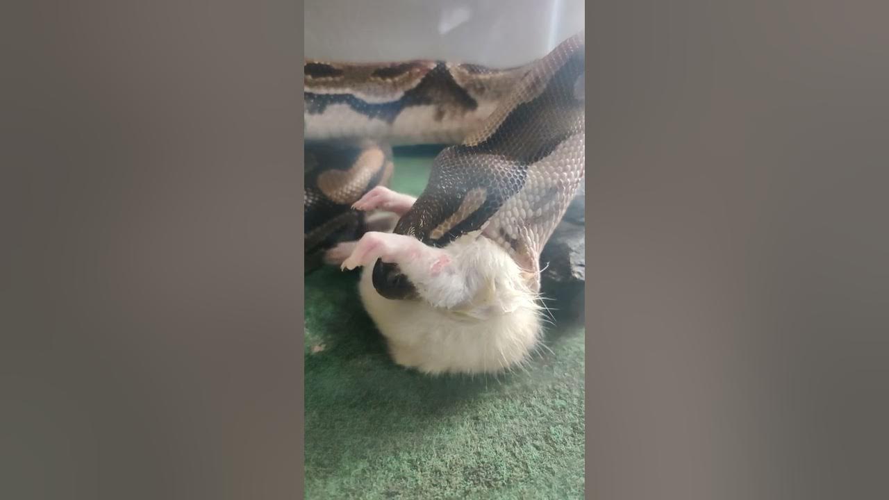 prt2 Ball Python eats, she dislocates her jaw wait till the end and ...