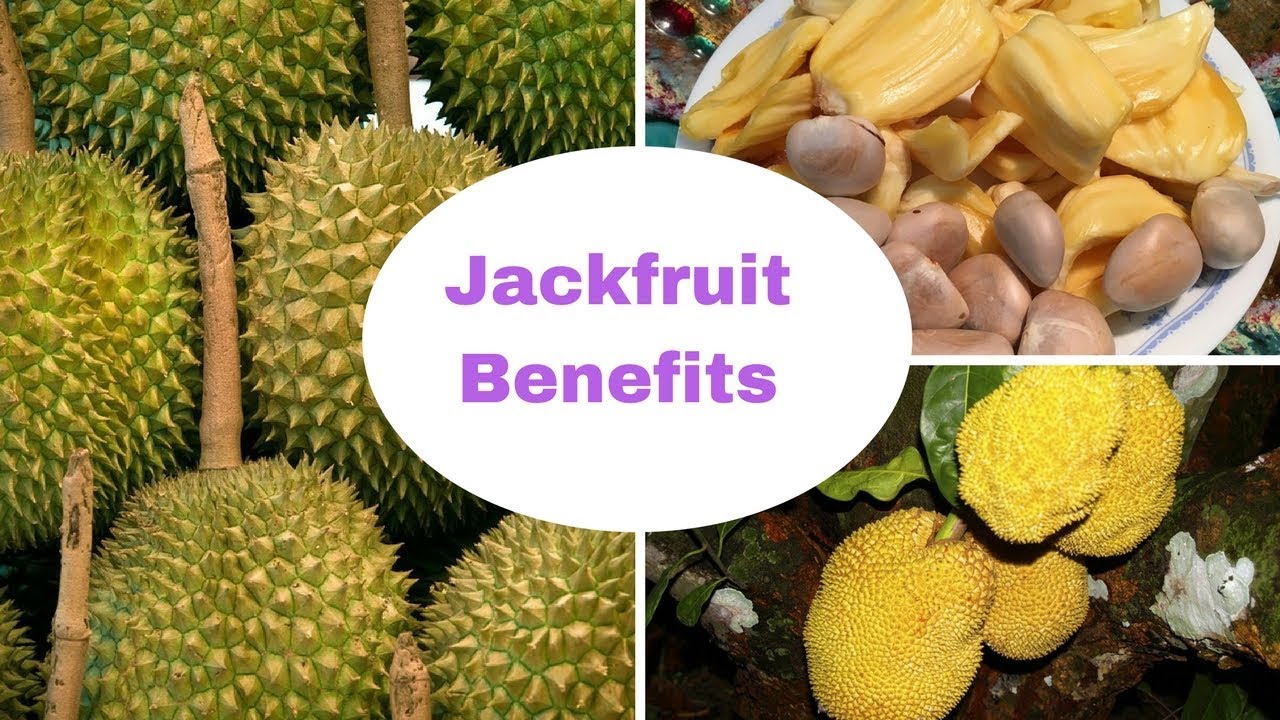 Jackfruit 5 Remarkable Benefits of the World’s Largest Tree Fruit - YouTube
