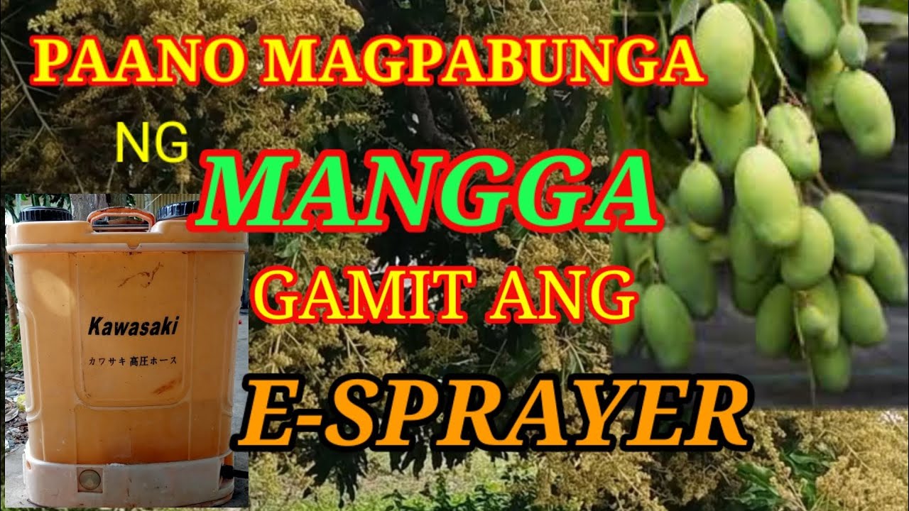 PAANO MAG PABUNGA NG MANGGA GAMIT ANG E-SPRAY ER - YouTube
