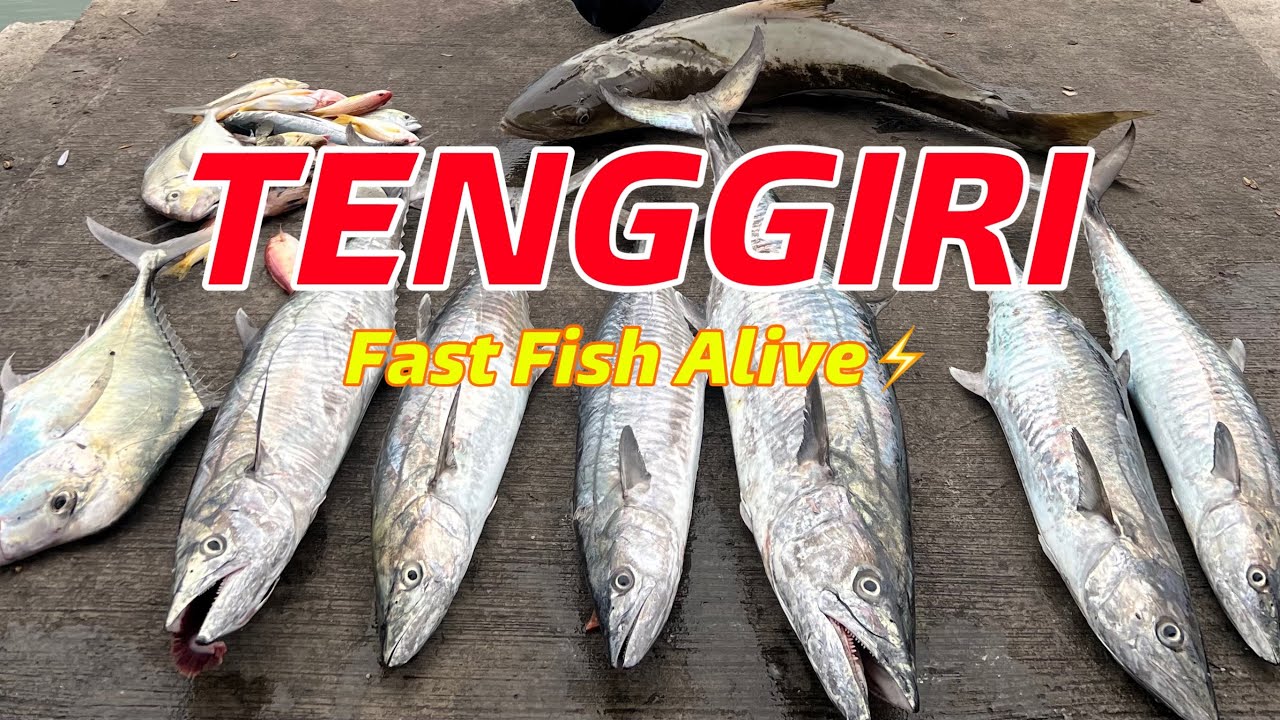 Memancing Ikan Tenggiri 5KG‼️Trip Akra Jigger⚡️ - YouTube