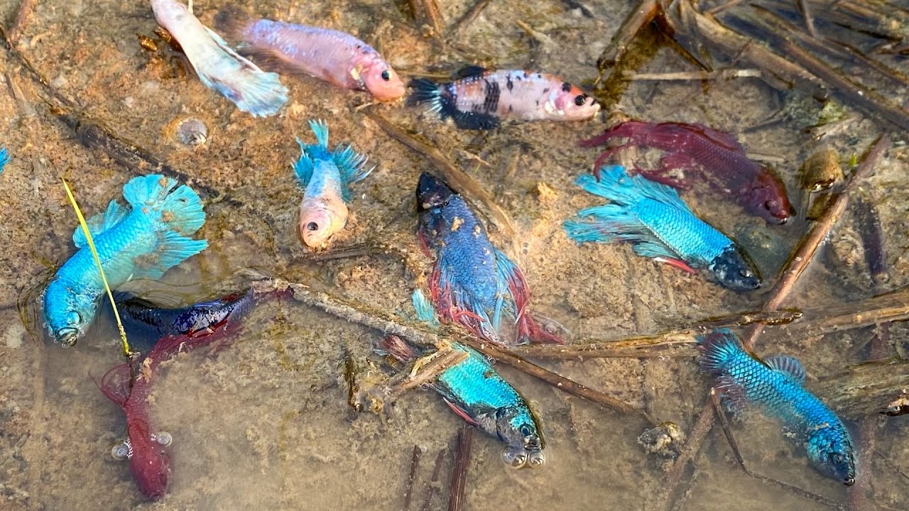 Top 5 Videos Many beautiful fish in this big lake, Caught beautiful ...