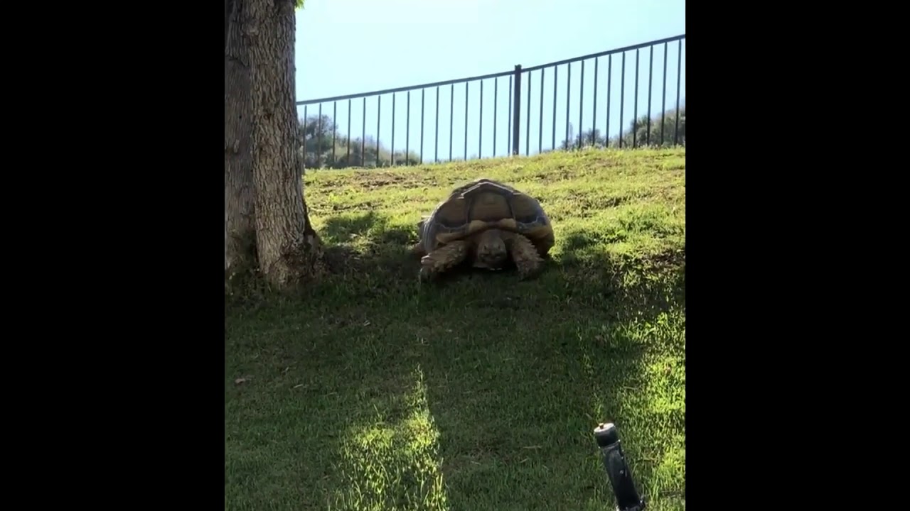 This Tortoise likes to climb up this hill so it can slide down with his ...