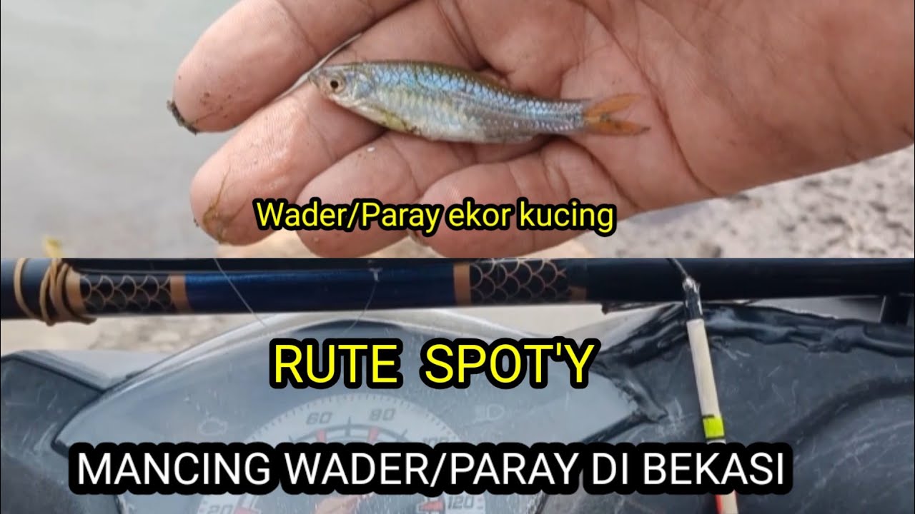 ASIKNYA mancing ikan wader/paray di danau Panji Bono Bekasi - YouTube