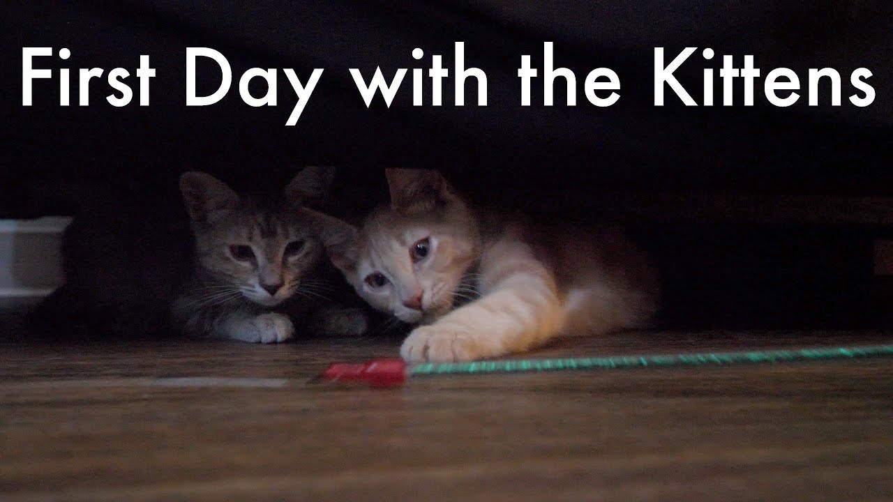 First Day with the Kittens - YouTube