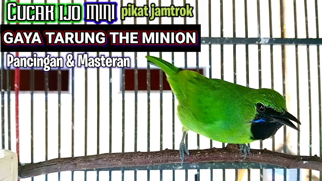 Cucak ijo mini gacor Power full isian khas yang lain ikut tarung - YouTube