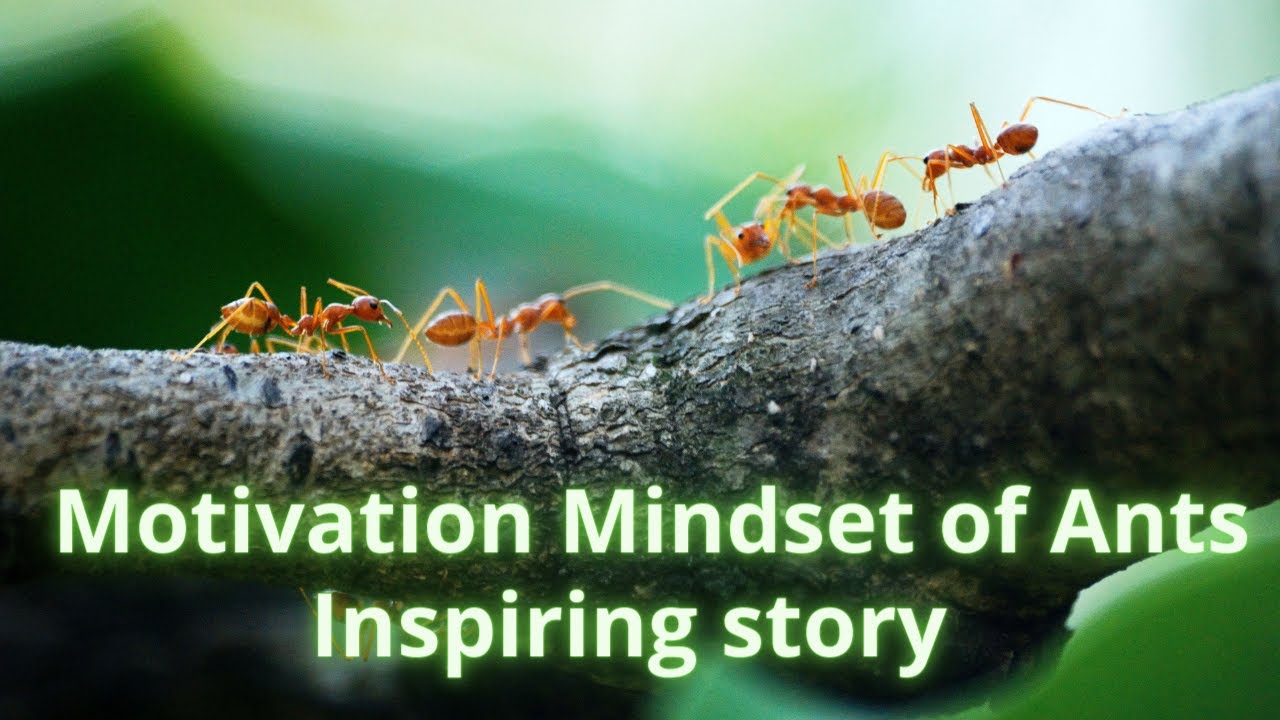 The Ant Philosophy Wisdom of Ants Motivation Mindset of Ants Inspiring ...