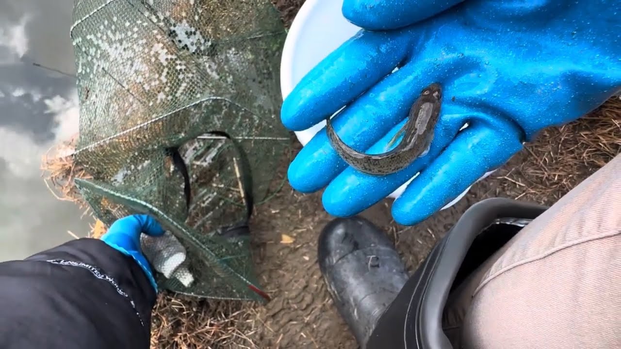 Relaxing fishing from my home. - YouTube
