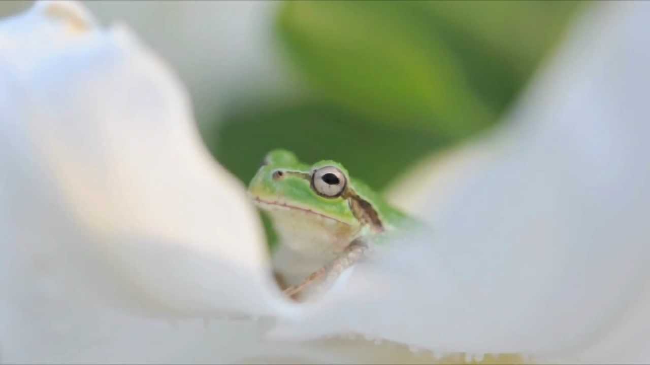 Good Morning Frog - YouTube