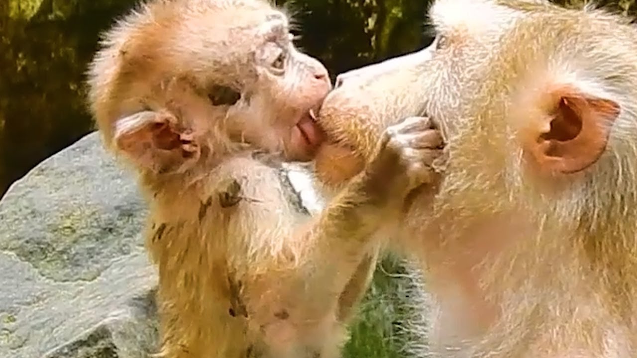 Monkey & Primates, Great! Baby Giving Big Kissing Sweet Love Mom Much ...