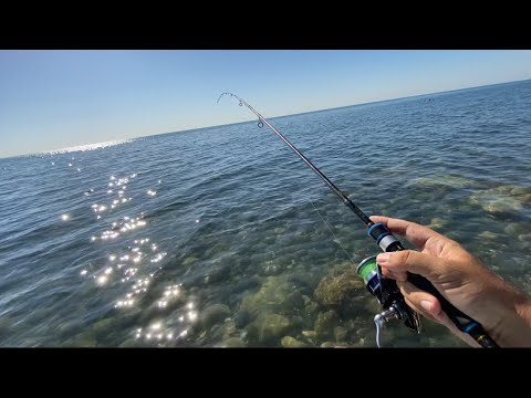 LRF Hanfish Zıpır Colorado Havuz gibi denizde Sargoz / Orfoz (Lagos) / Züber / Lokum ( Gümüş ) Avı