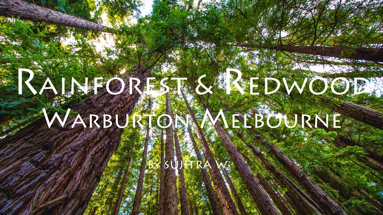 Rainforest and Redwood in Warburton Melbourne - YouTube