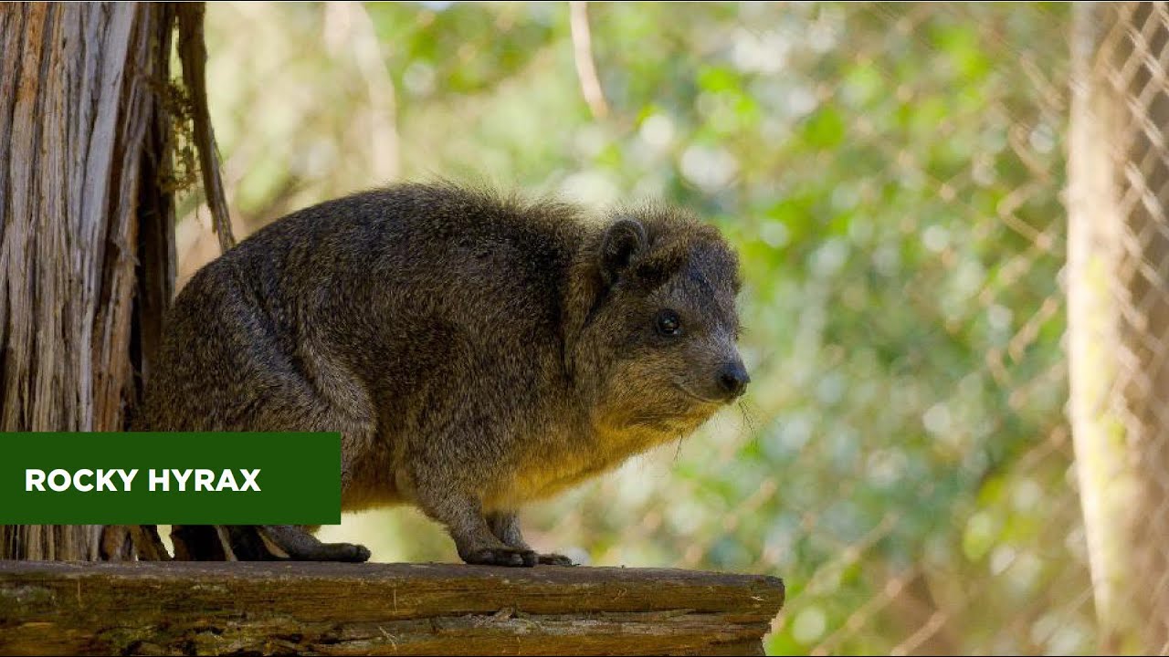 ROCK HYRAX - YouTube