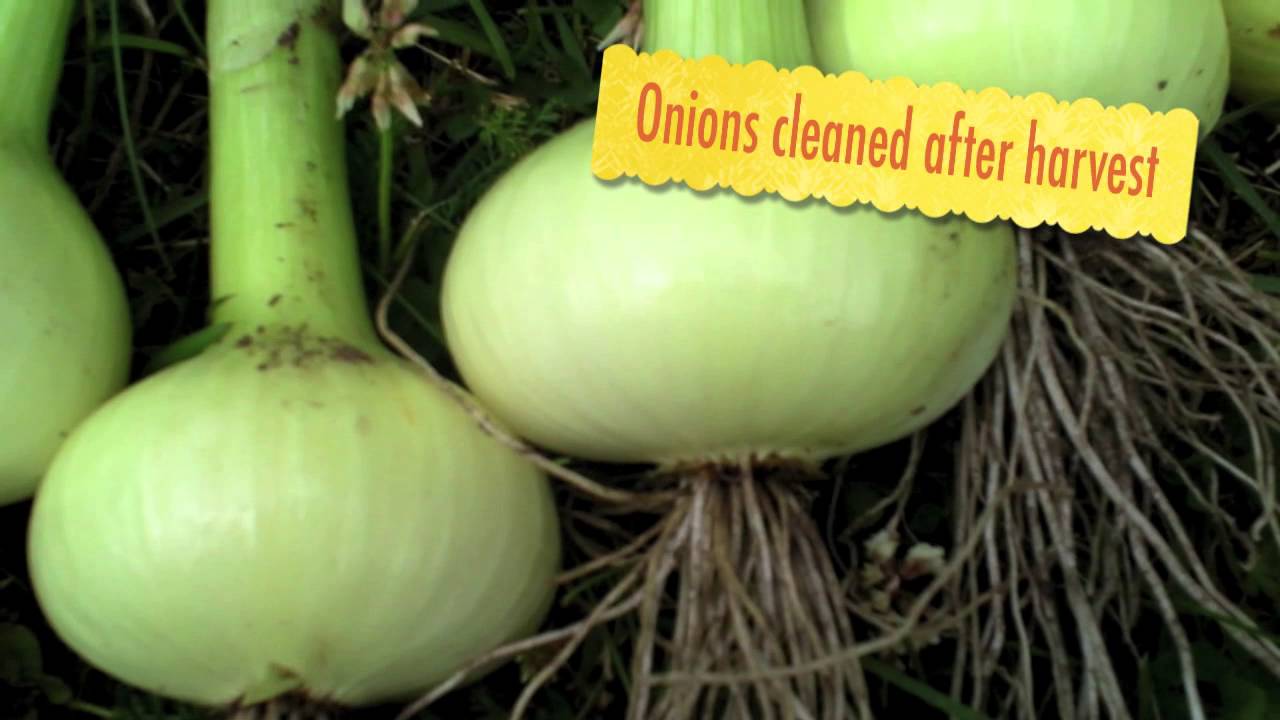 How to clean Onions for storage 2015 - YouTube