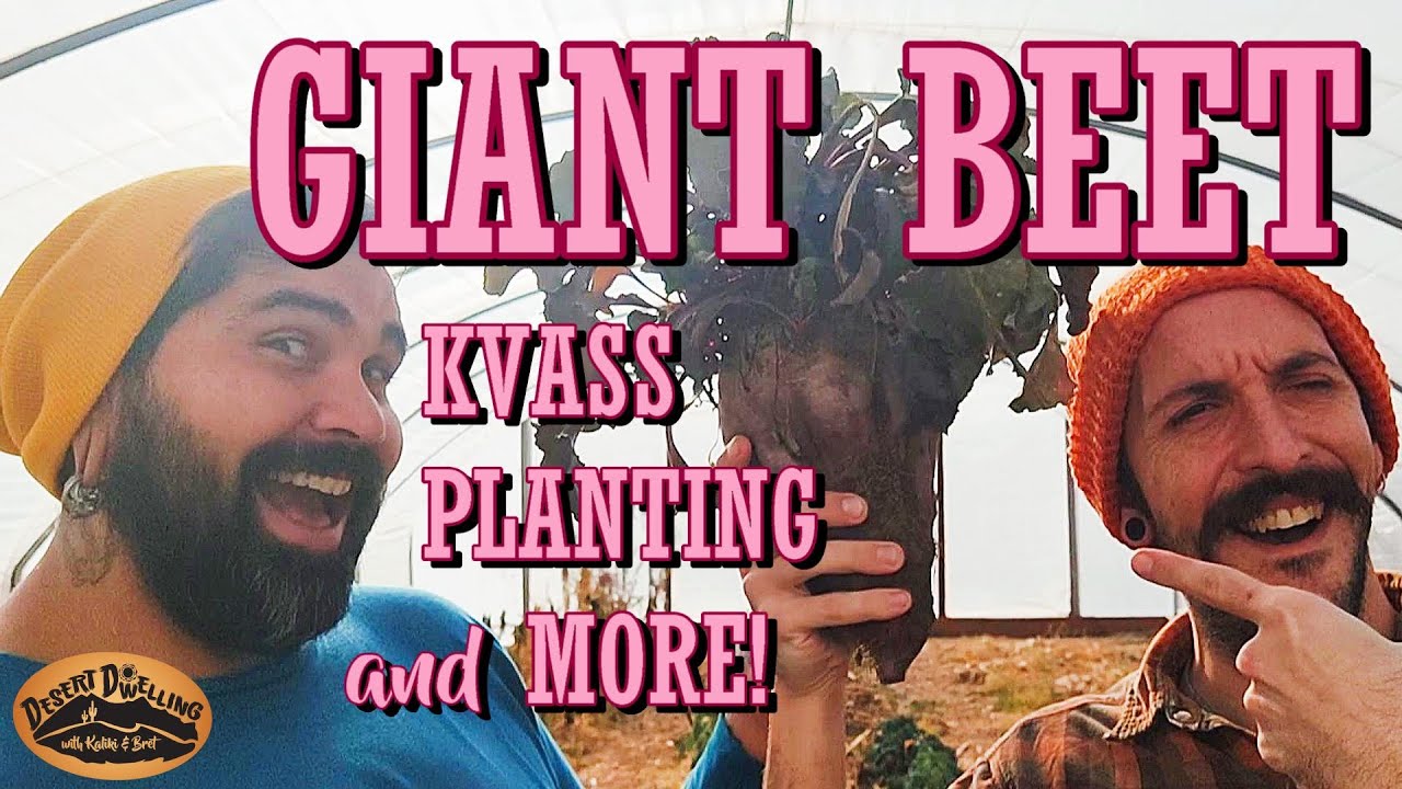 GIANT BEET, KVASS, PLANTING, AND MORE! - YouTube