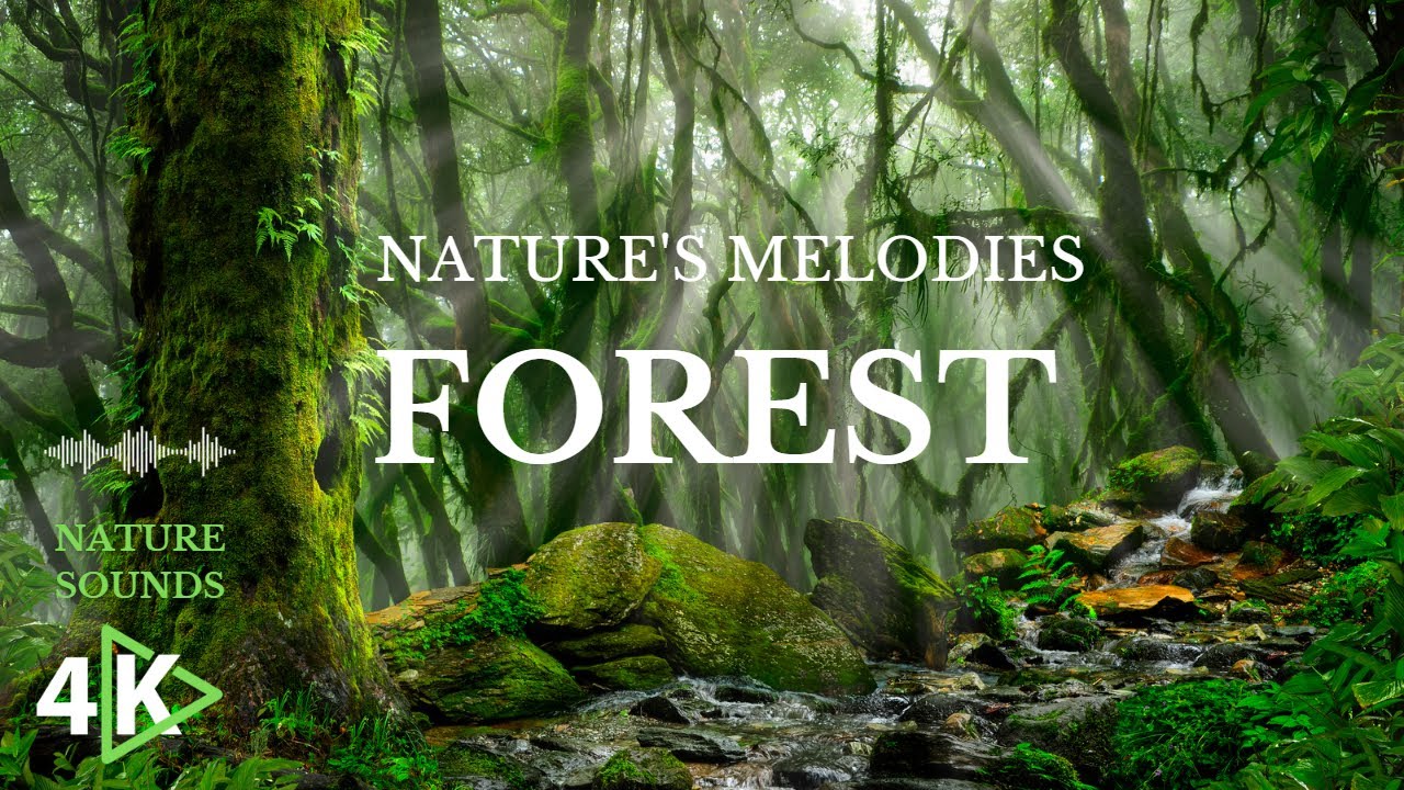 4K Forest Relaxation Film | Nature's Melodies: Relaxing Guitar Music ...