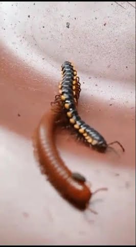 Hakarella vs Kankunda #animals #vs #shorts - YouTube