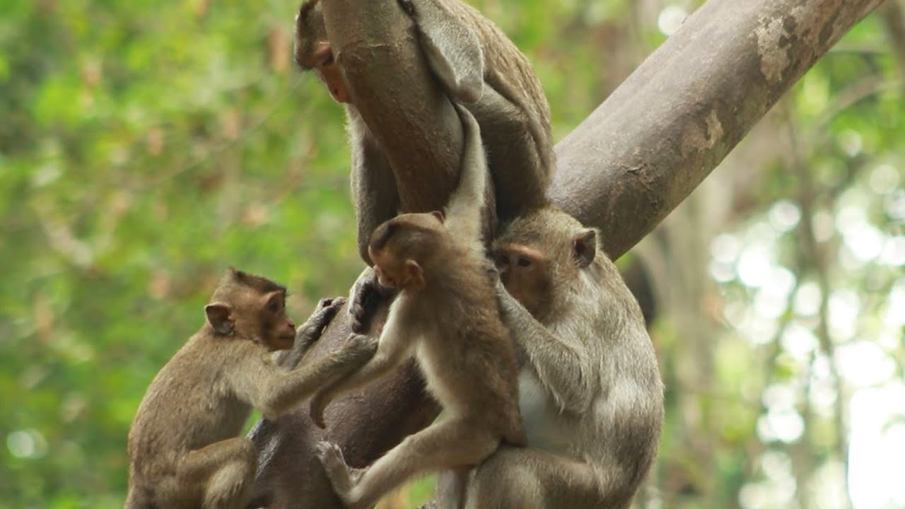 Sami and Ellen Elsa Bring Her Bb Sugar Eden Climb Relax on This Tree ...