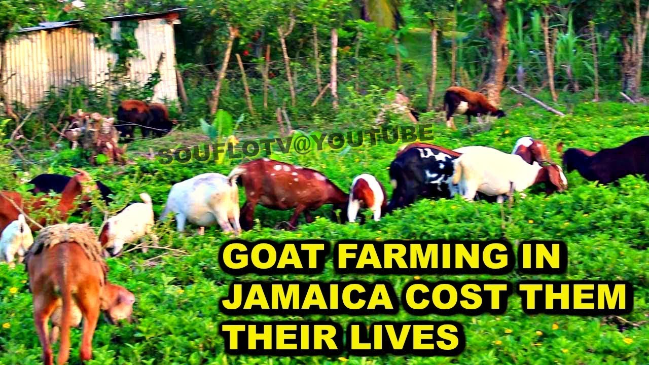 Farming in Jamaica cost them their lives - YouTube