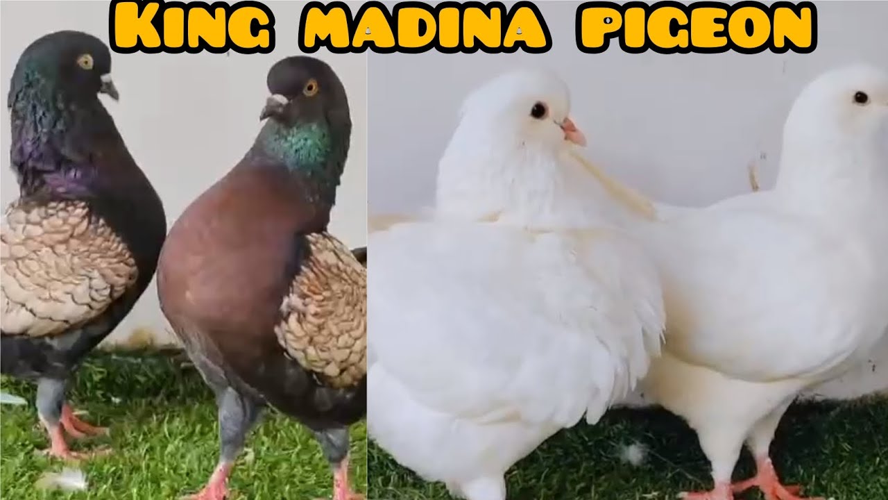 TOP QUALITY KING PIGEON। MADINA KING PIGEON। HEAVY WEIGHT PIGEON BREED ...