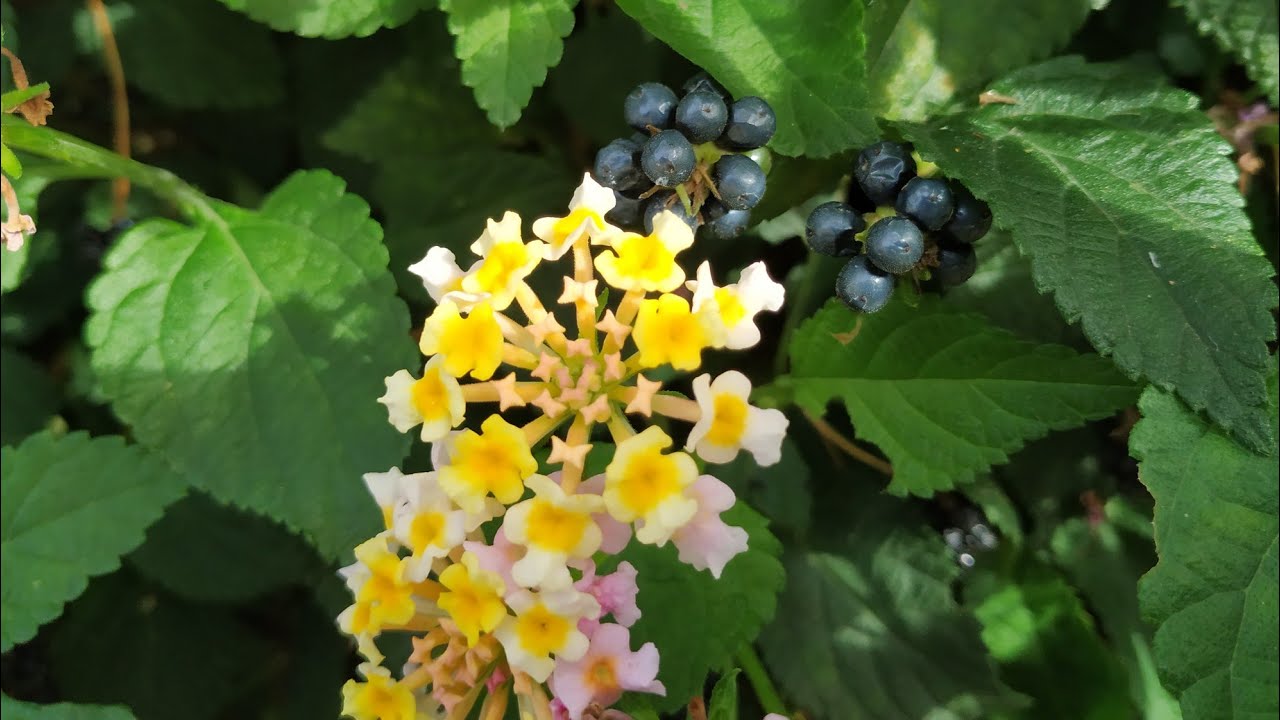 Lantana or Tickberry fruit - toxic or delicious (Lantana camara) - YouTube