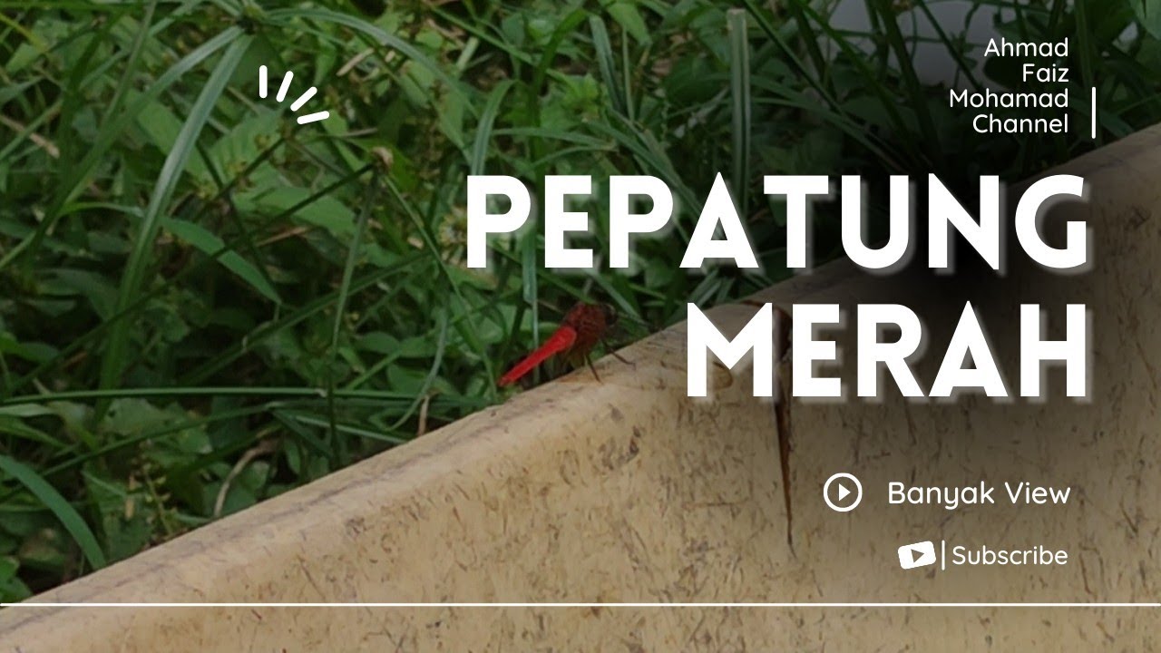 Pepatung ‏ڤڤاتوڠ‎‎ #pepatung#dragonfly #serangga#insects - YouTube