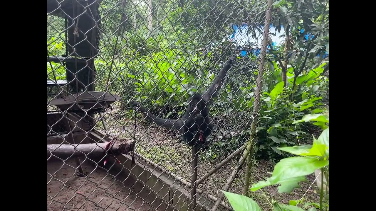 Black Monkeys - YouTube