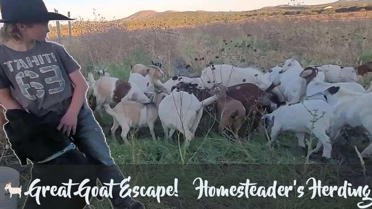 Great Goat Escape! Herding Our Houdinis with Grain Magic 🐐 TheWilhelm ...