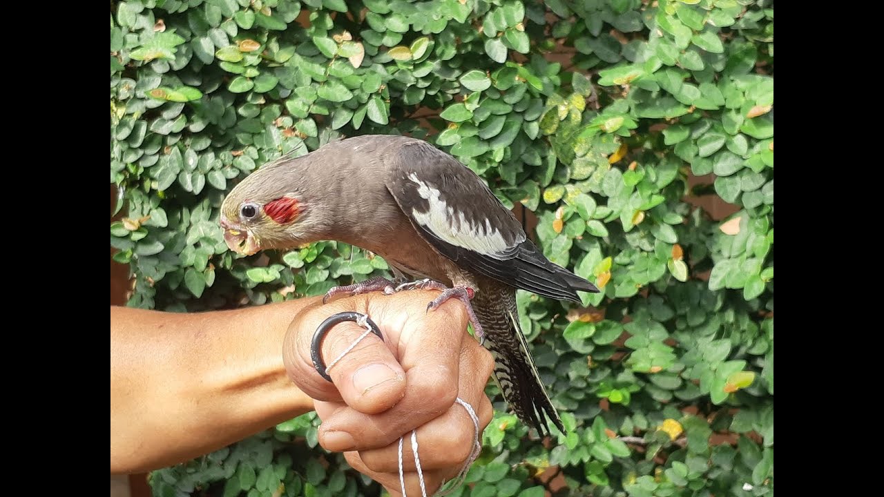 Burung Parkit Australia / Falk / Cockatiel Usia 1 Bulan (FTM) Warna ...