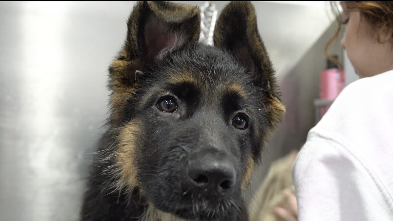 Are German Shepherds Dramatic
