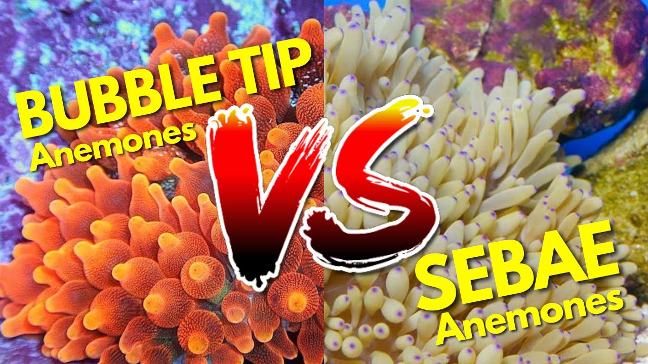 Bubble Tip Anemones VS Sebae Anemones! Keys To Success! - YouTube