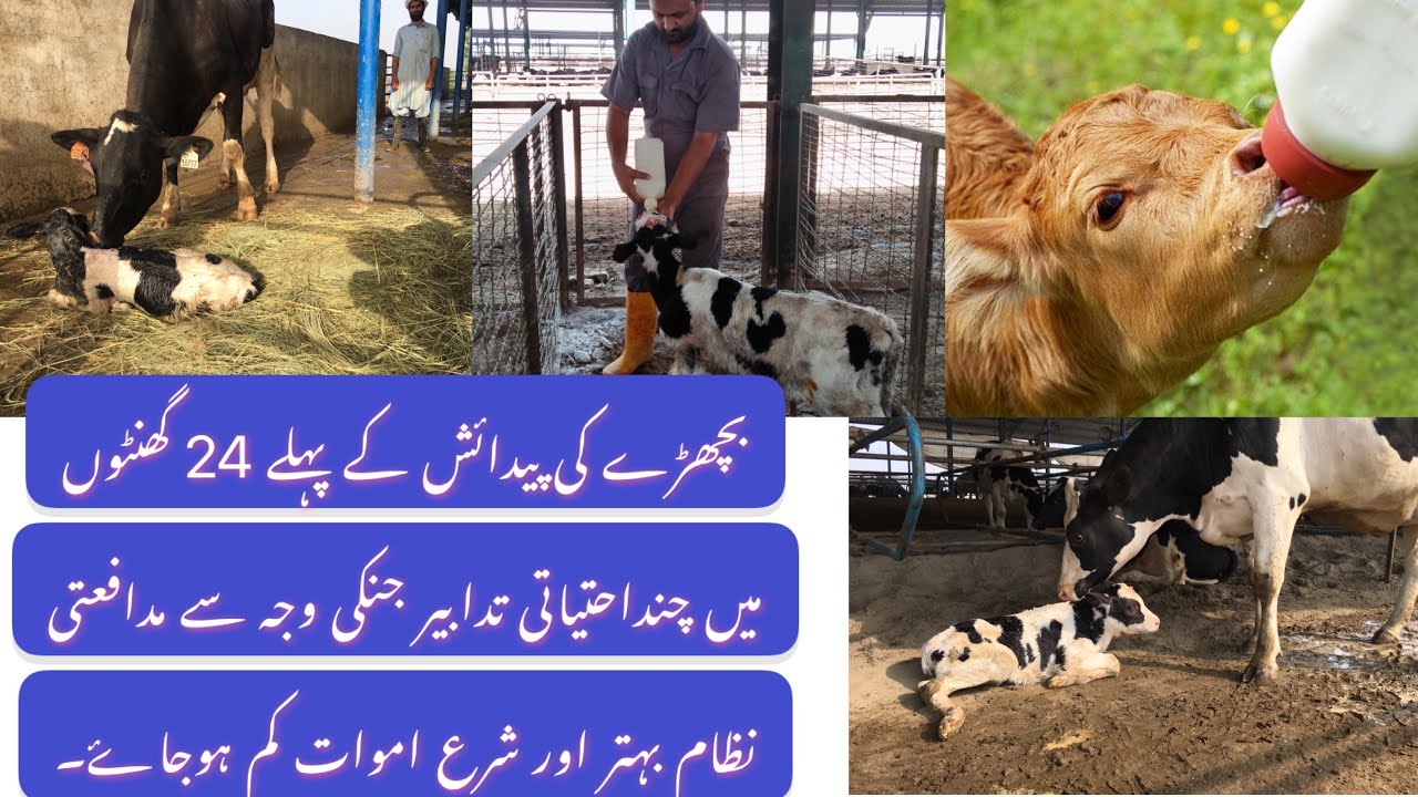 New born calf care || care and management of newborn calf || calf ...