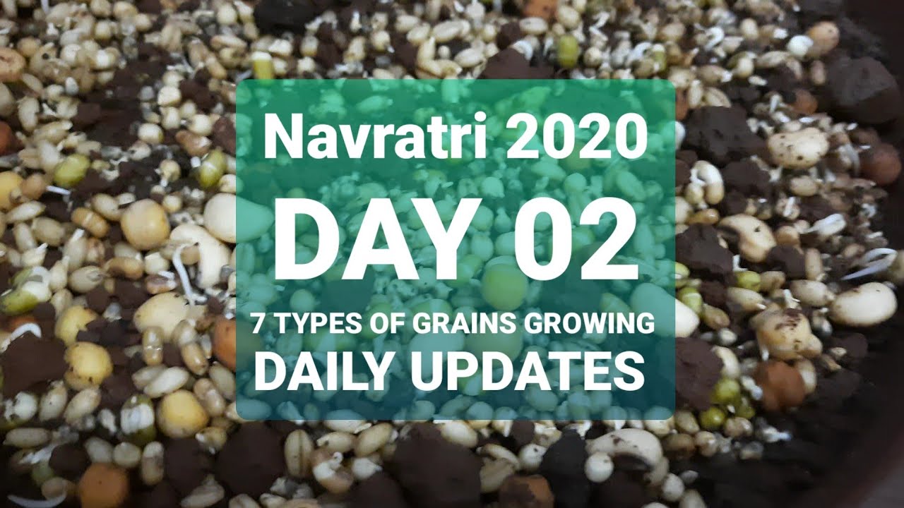 Navratri 2020 Day 02 : How to grow 7 types of grains | Jaware/Jawar ...