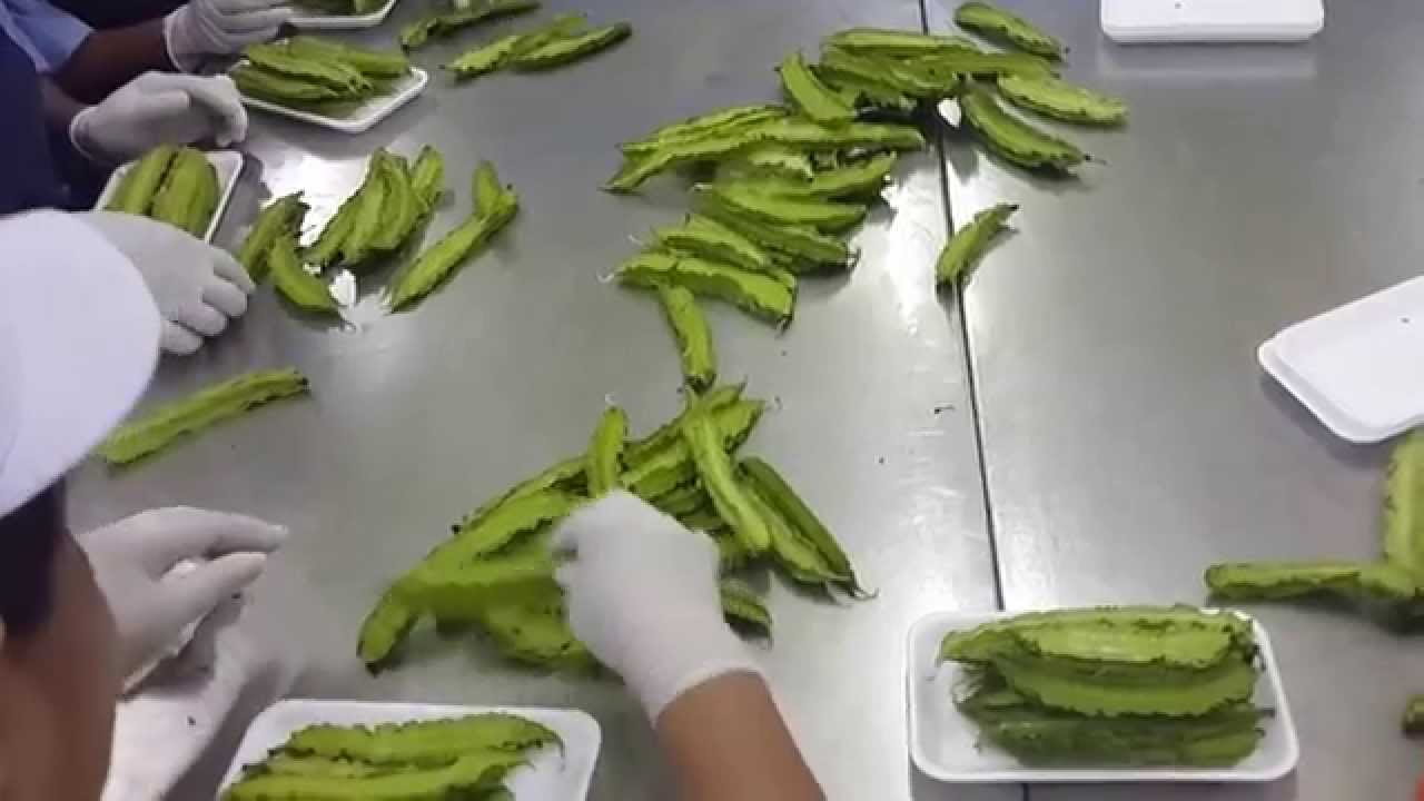 Wing Beans Packing - YouTube